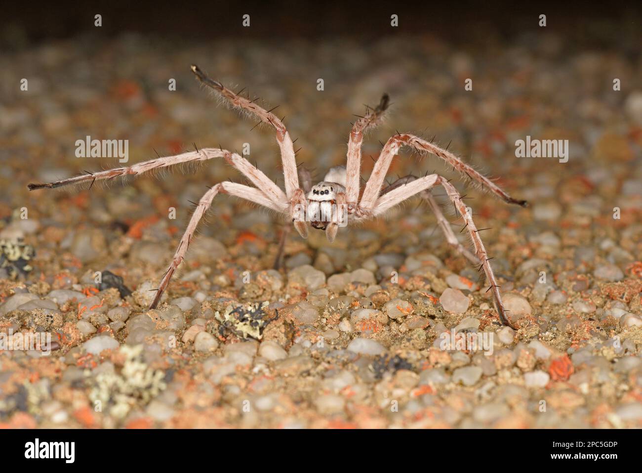 Dancing White Lady Spider (Leucorchestris arenicola) adult in defensive ...