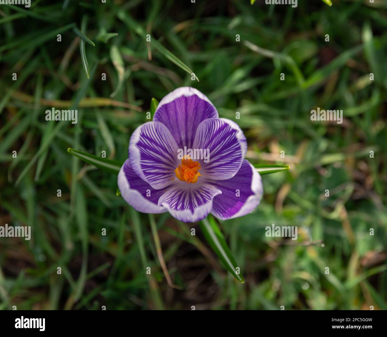 Purple crocus in the centre of the image, photograph. Spring. Crocus ...