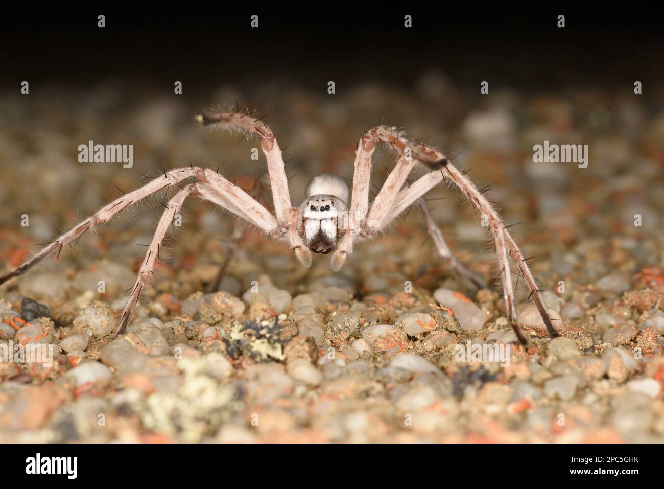 Spider dancing hi-res stock photography and images - Alamy