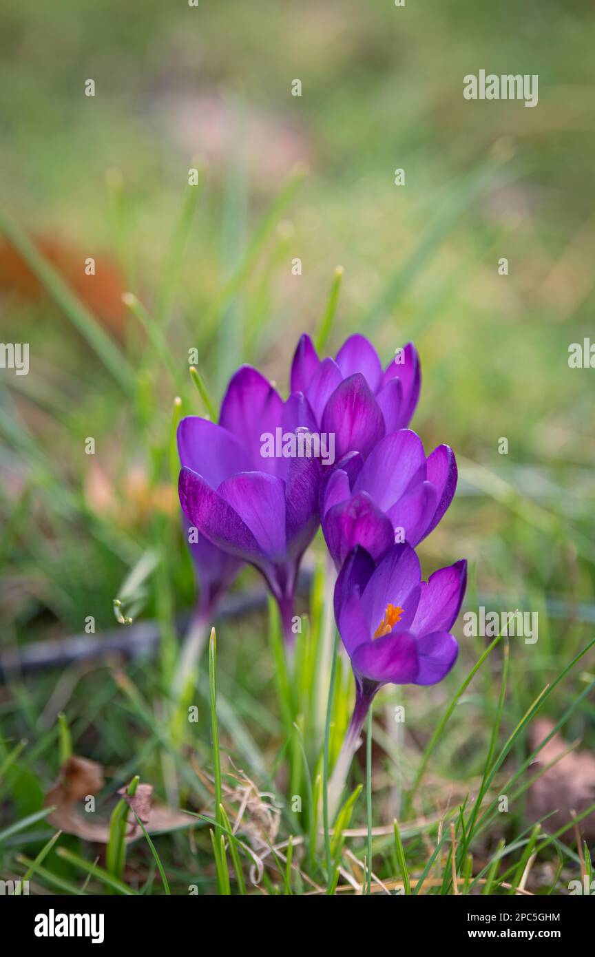 Crocuses (croci) in bloom. Purple flowers and green grass. Spring is ...