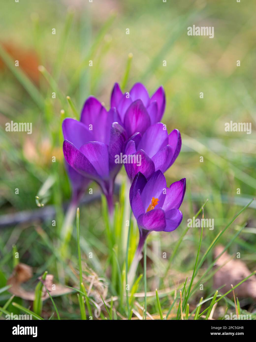 Kwitnace kwiaty hi-res stock photography and images - Alamy