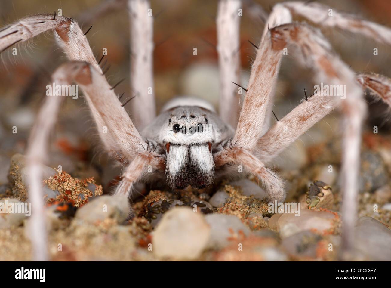 Dancing White Lady Spider (Leucorchestris arenicola) close-up showing ...