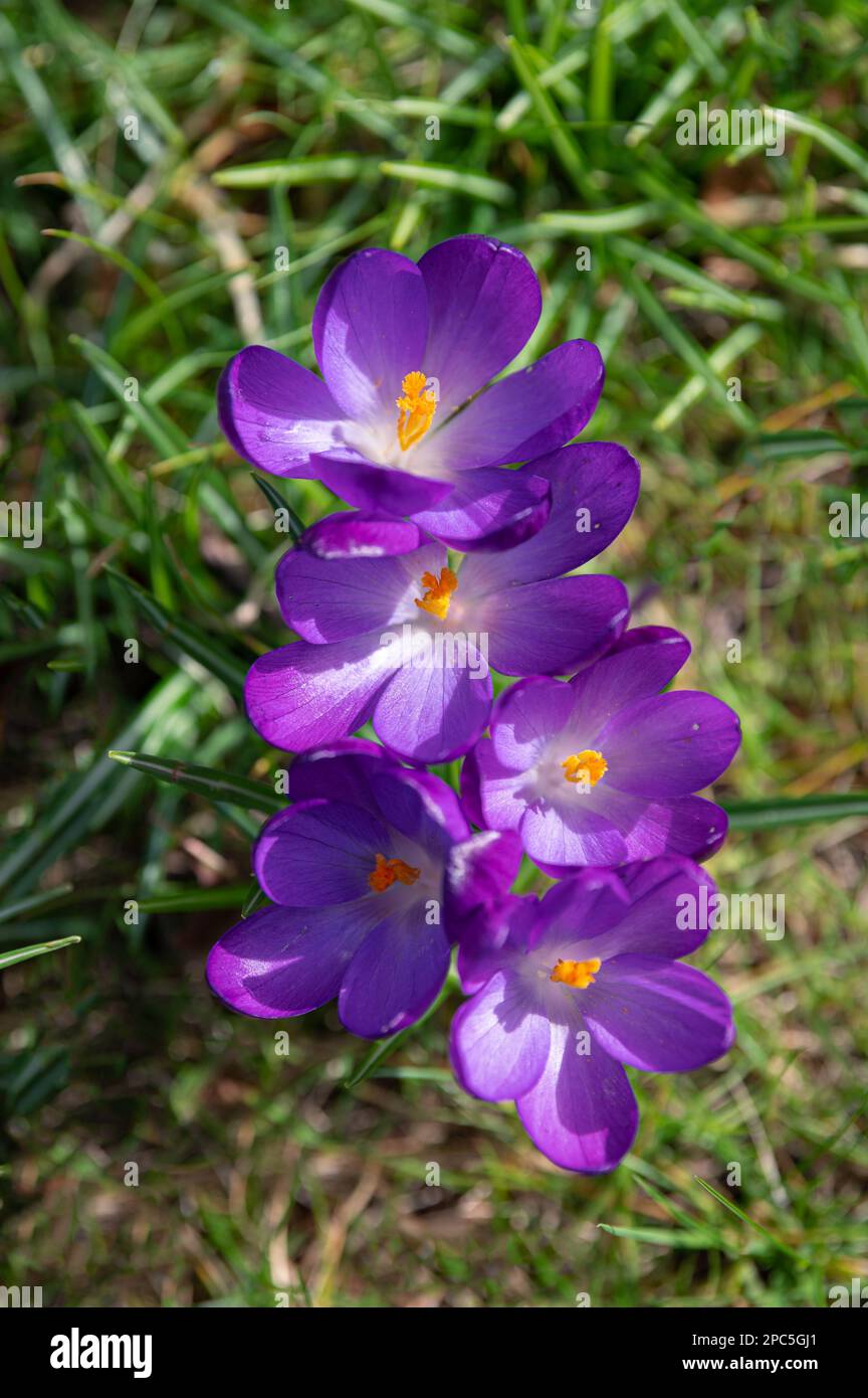 Crocuses (croci) in bloom. Purple flowers and green grass. Spring is ...
