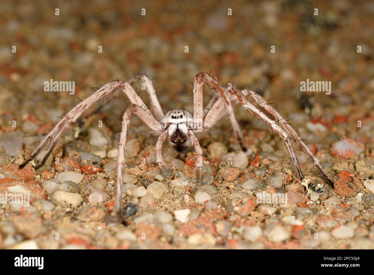 Dancing White Lady Spider (Leucorchestris arenicola) standing on rocky ...