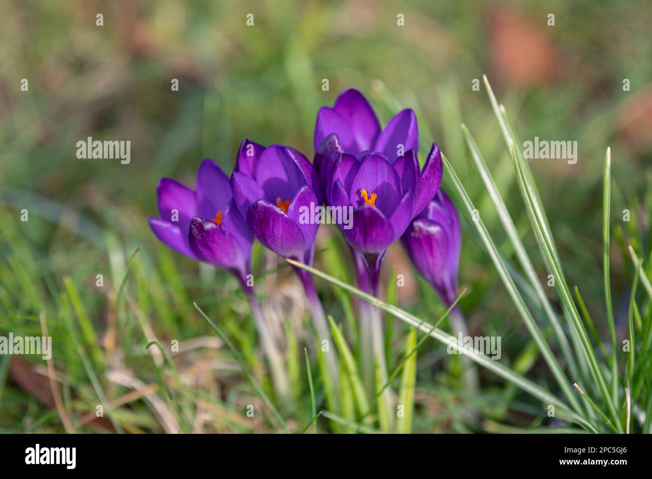 Crocuses (croci) in bloom. Purple flowers and green grass. Spring is ...
