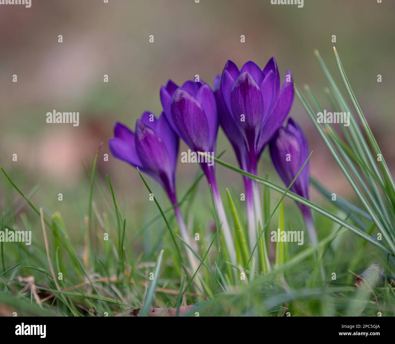 Crocuses (croci) in bloom. Purple flowers and green grass. Spring is ...