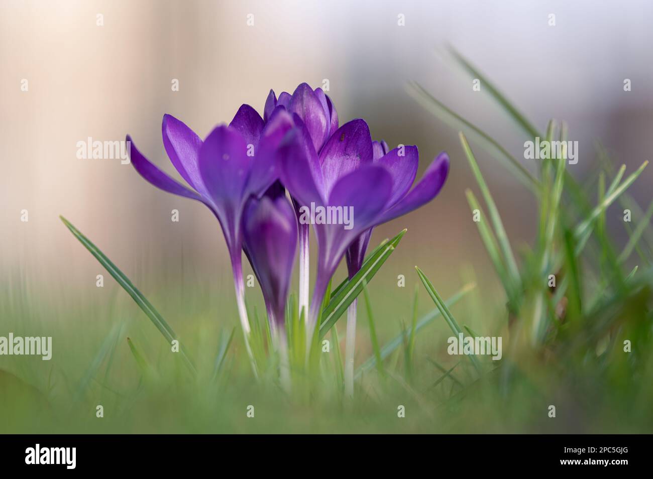 Crocuses (croci) in bloom. Purple flowers and green grass. Spring is ...