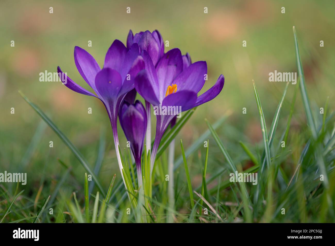 Crocuses (croci) in bloom. Purple flowers and green grass. Spring is ...