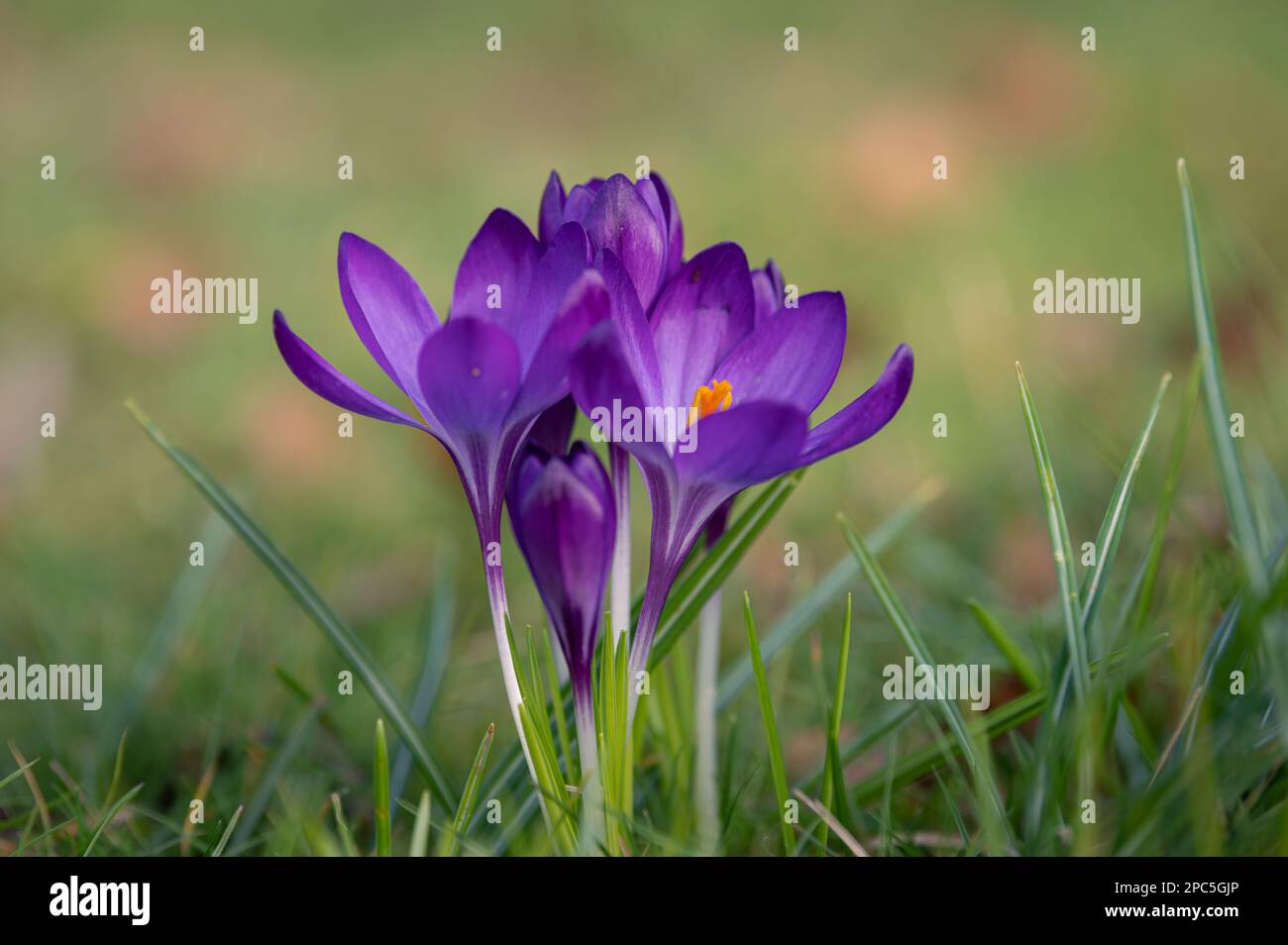 Crocuses (croci) in bloom. Purple flowers and green grass. Spring is ...