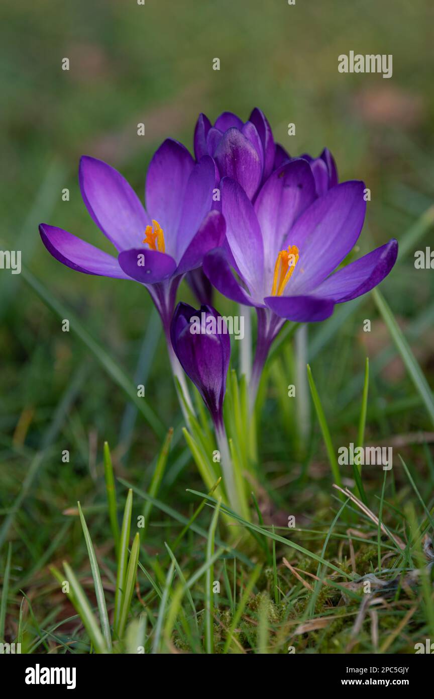 Crocuses (croci) in bloom. Purple flowers and green grass. Spring is ...