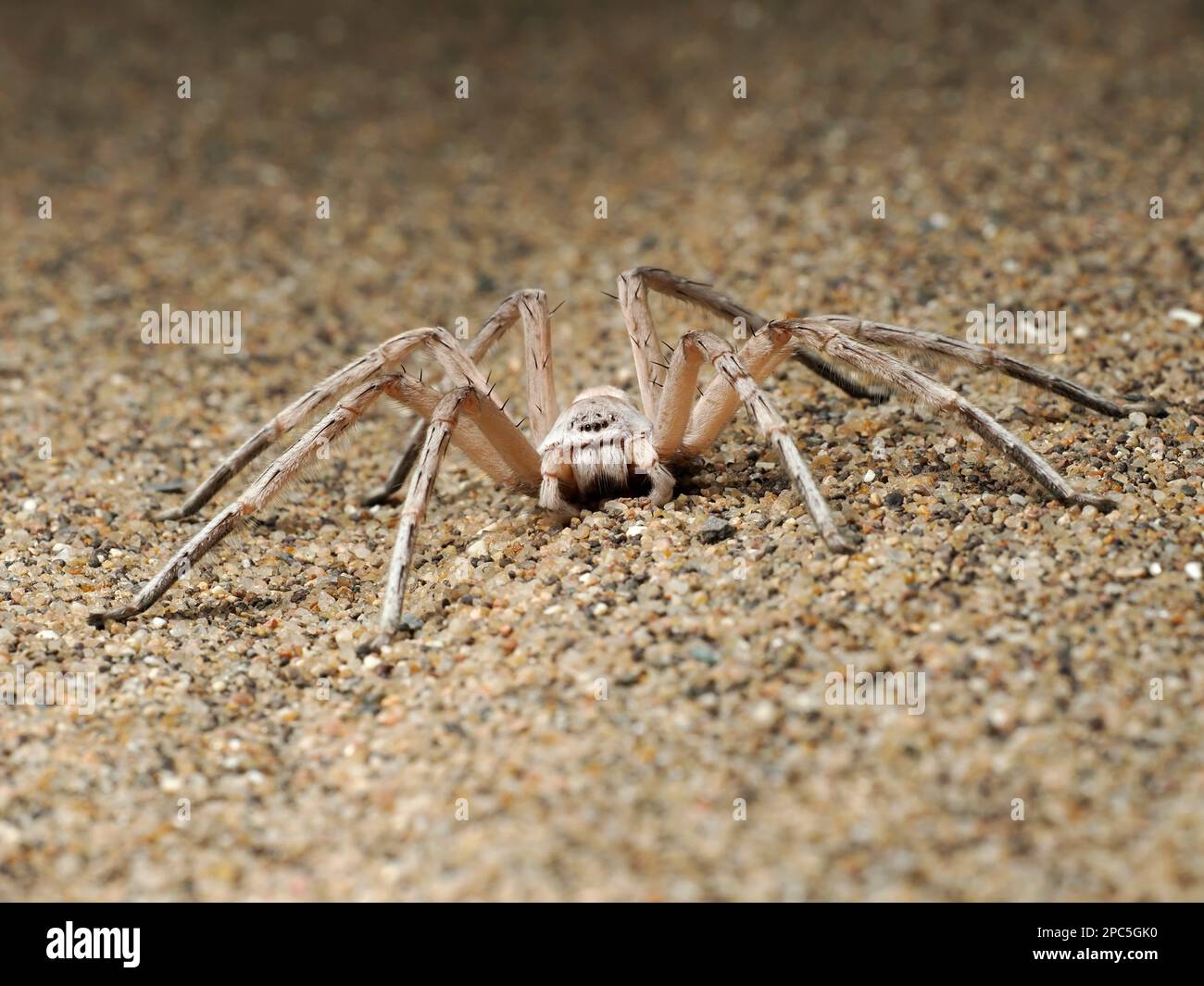 Golden Wheel Spider (Carparachne aureoflava) adult sitting on sandy ground at night, Oranjemund ...