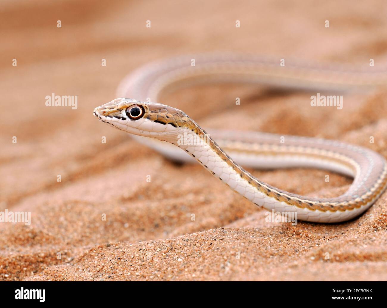 Karoo Sand Snake (Psammophis notostictus) moving over sand dune ...