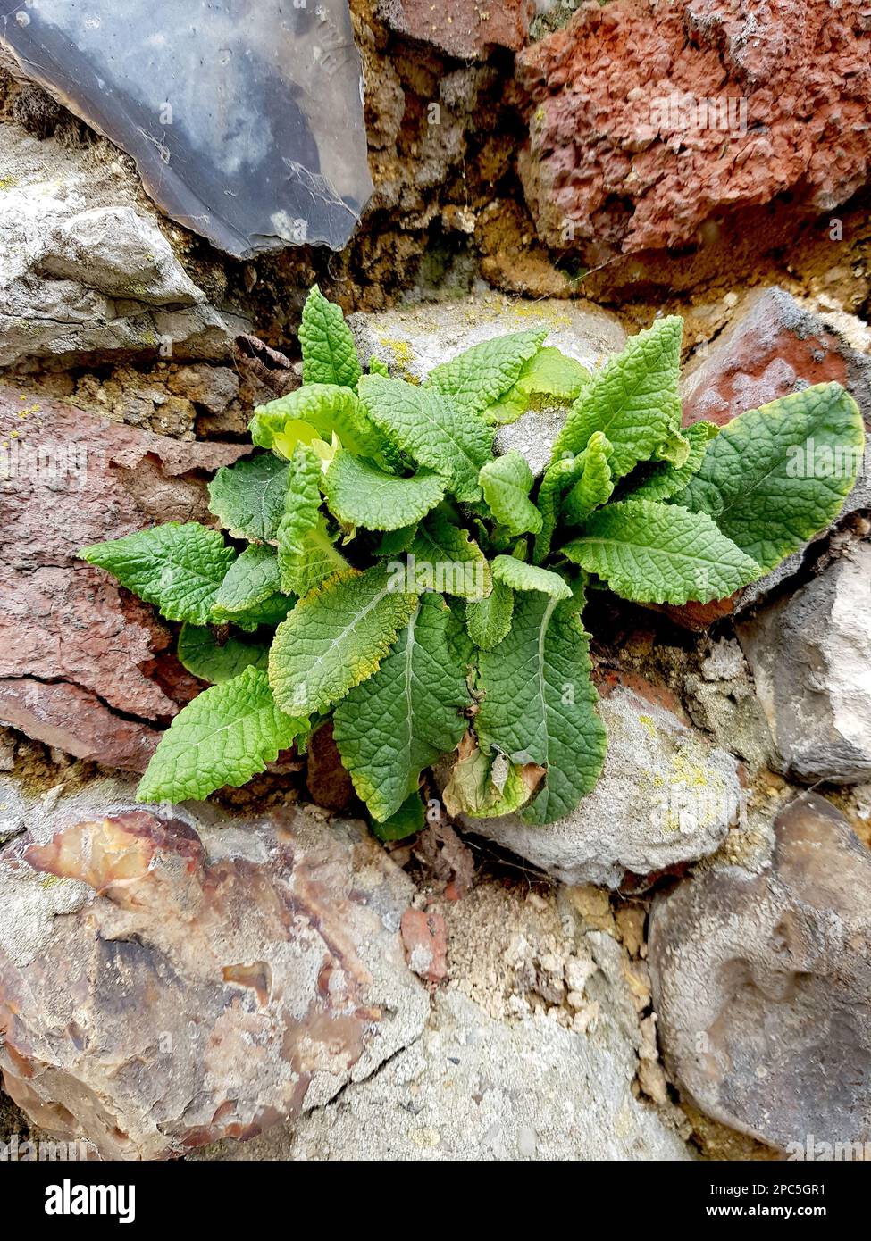 Detail of polyanthus growing out of a flint wall Stock Photo - Alamy