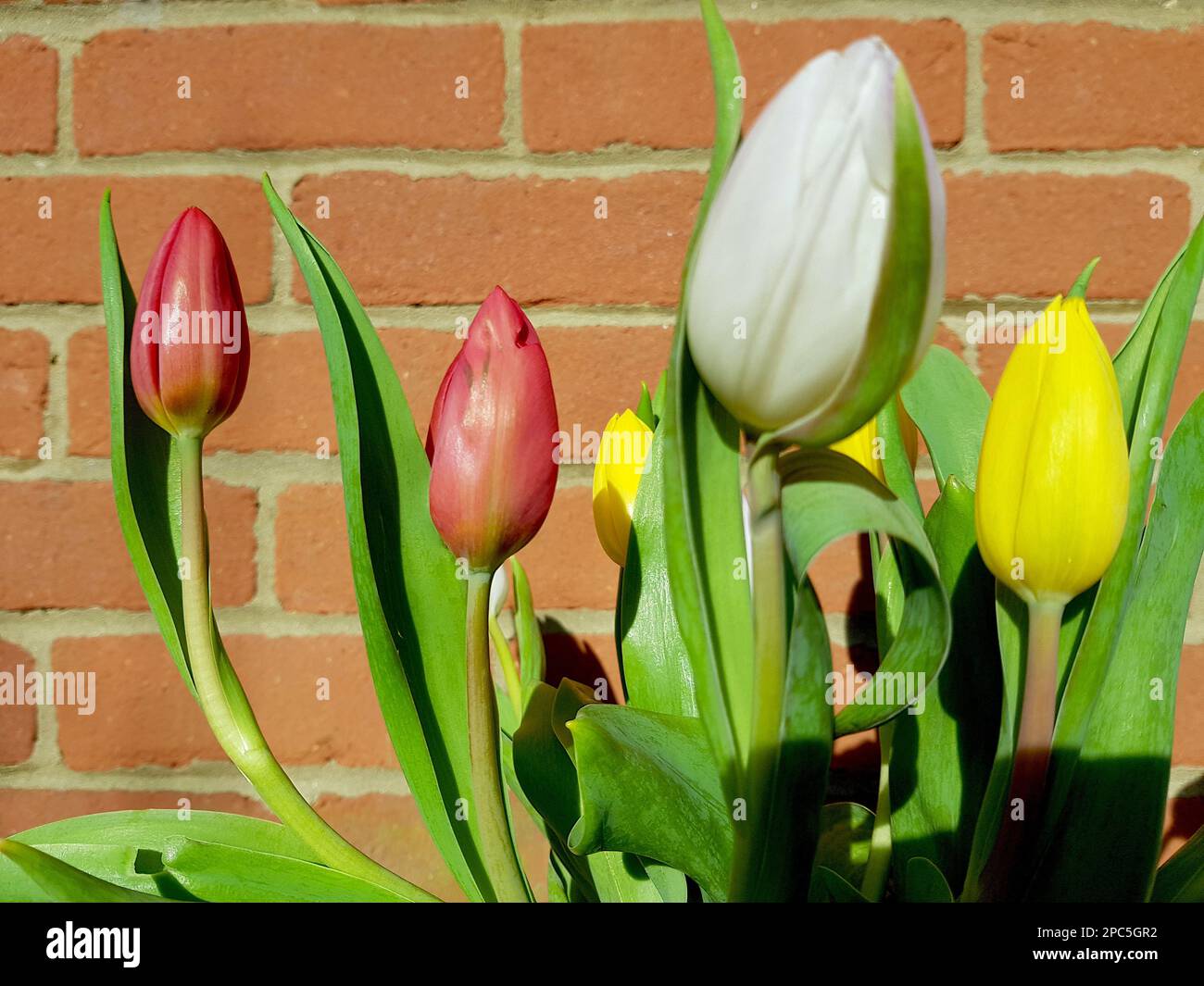 Flint stone red brick hi-res stock photography and images - Alamy