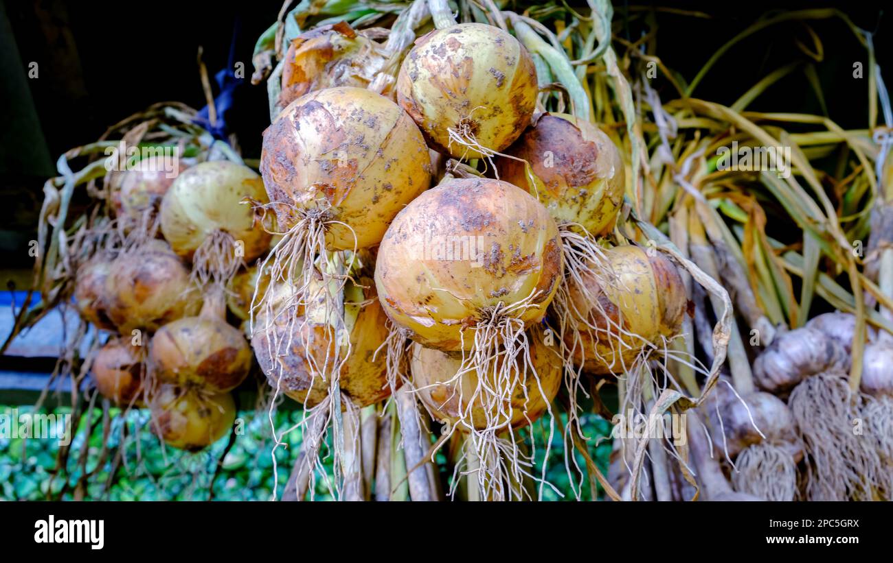 Onions. Drying onions after harvesting. Bulbs in a bundle Stock Photo ...