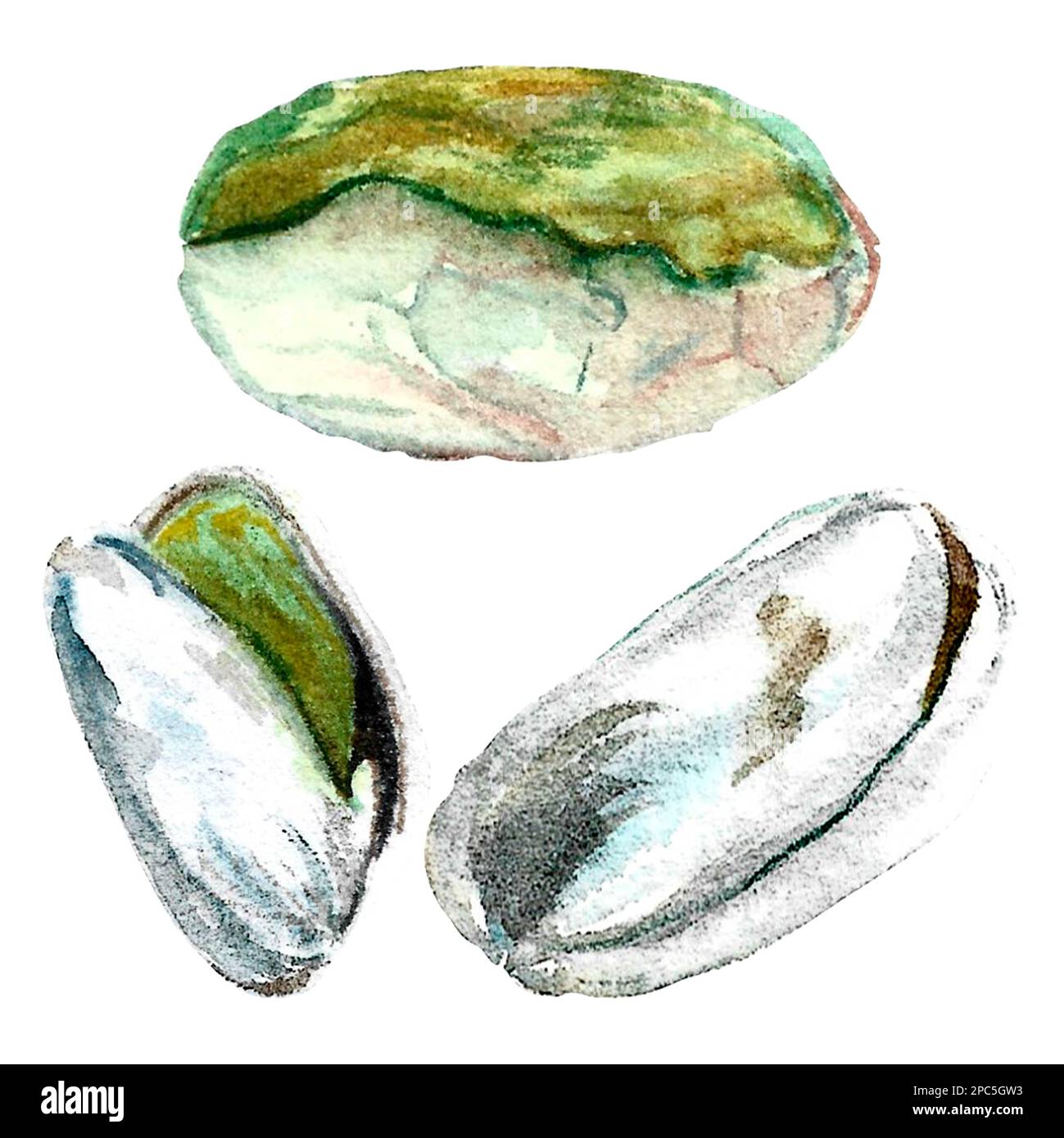 pistachio in a shell watercolor hand drawn Stock Photo - Alamy
