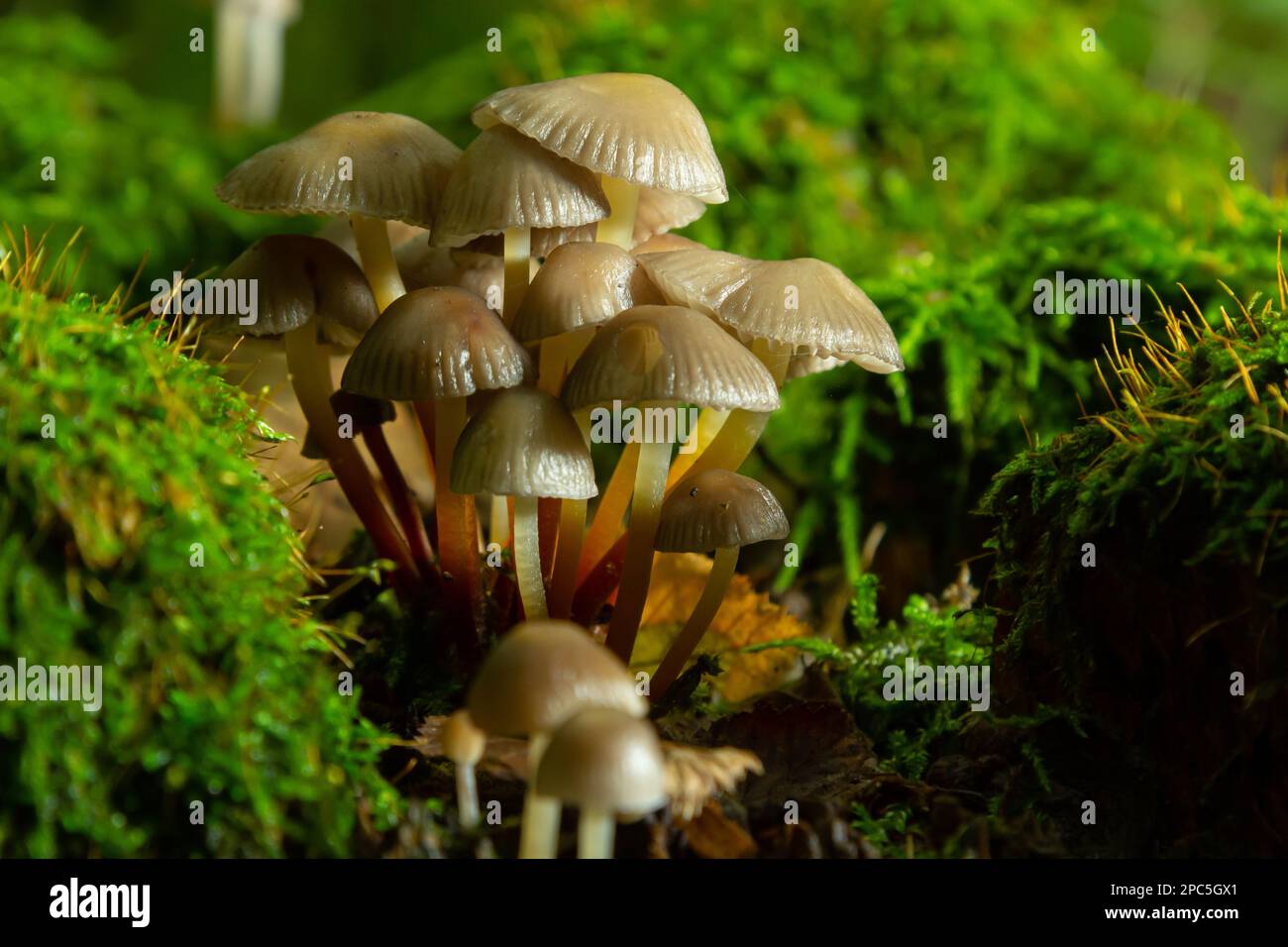Clustered Bonnet Mycena inclinata growing on a mossy stump Stock Photo ...