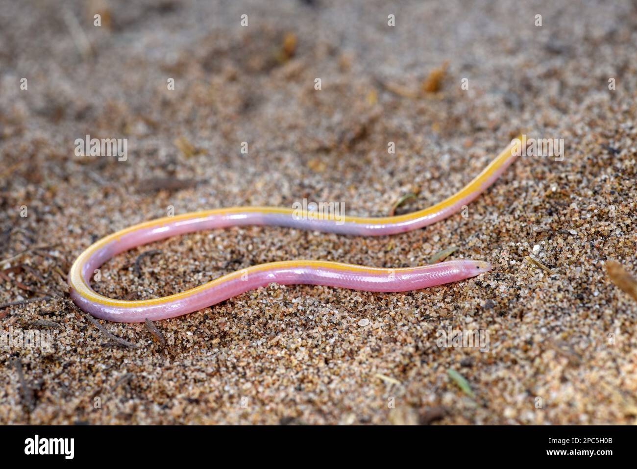 Ground skink hi-res stock photography and images - Alamy