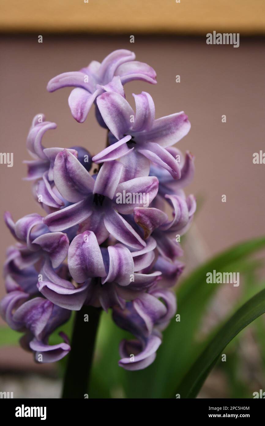 Purple jewel hyacinth in early spring Stock Photo - Alamy