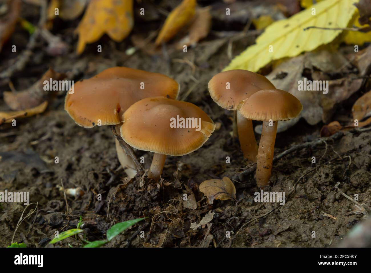 Gymnopus hariolorum mushrooms on the old stump Stock Photo - Alamy