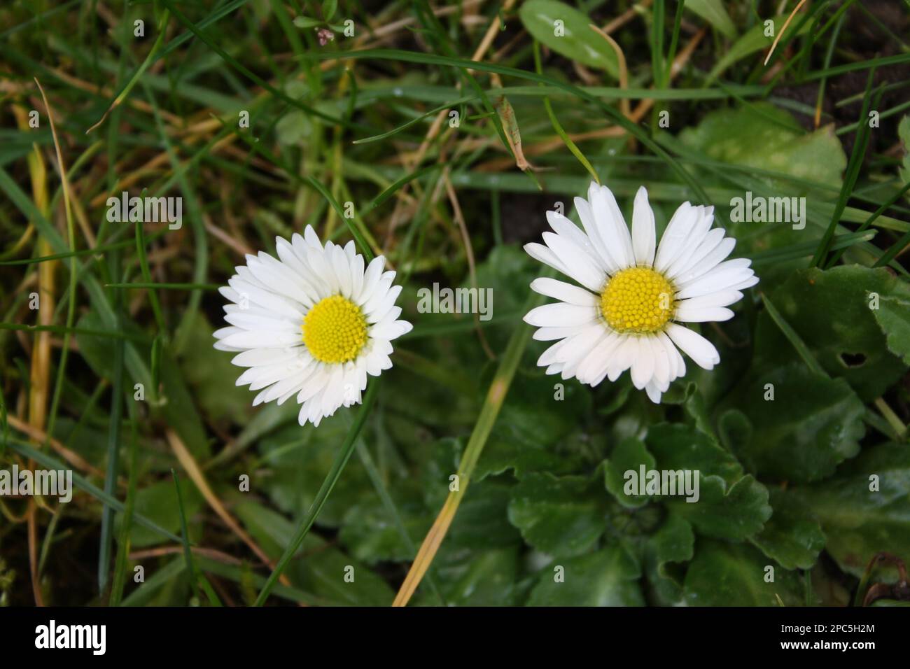 Beautiful daisies in spring garden hi-res stock photography and images ...