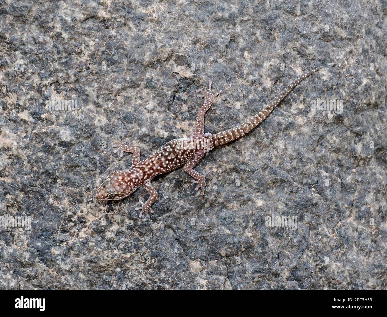 Pachydactylus maraisi hi-res stock photography and images - Alamy