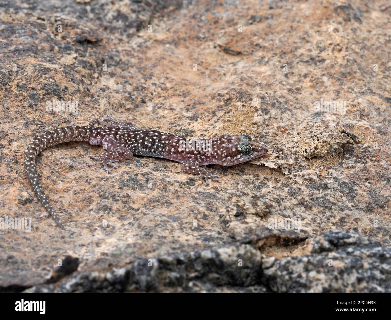 Pachydactylus maraisi hi-res stock photography and images - Alamy
