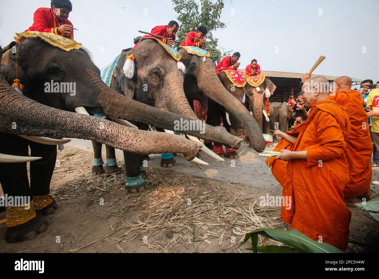 Ayutthaya, Thailand. 13th Mar, 2023. A Buddhist monk feeds fruit to an ...