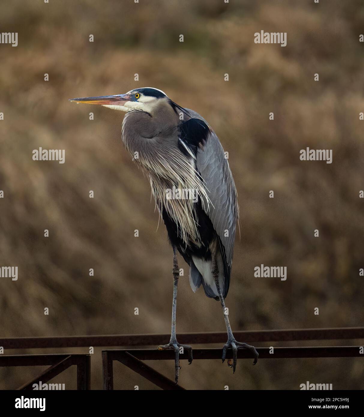 A majestic Great Blue Heron perched atop a fence post, head turned to ...