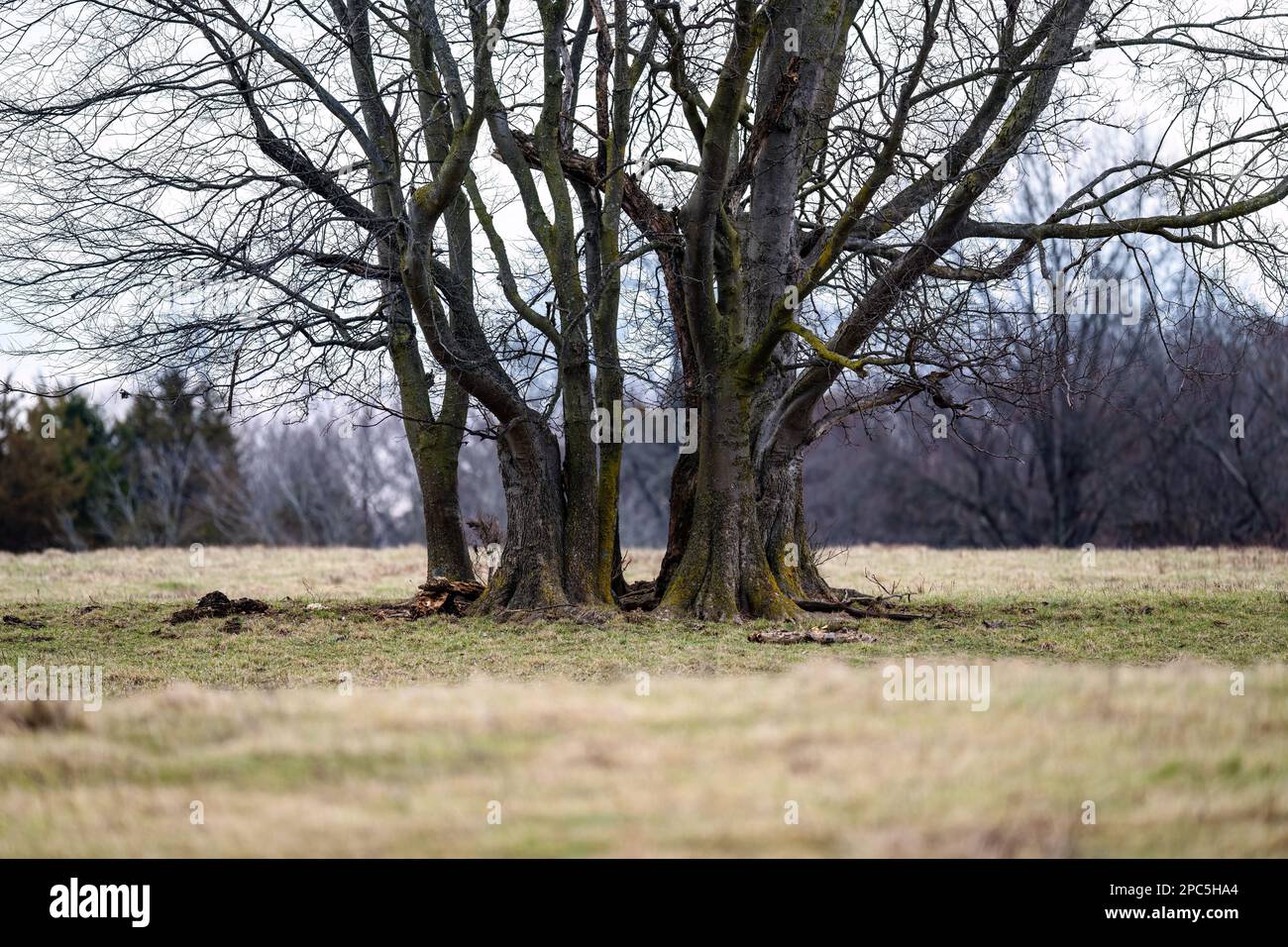 Stand barren trees in hi-res stock photography and images - Alamy