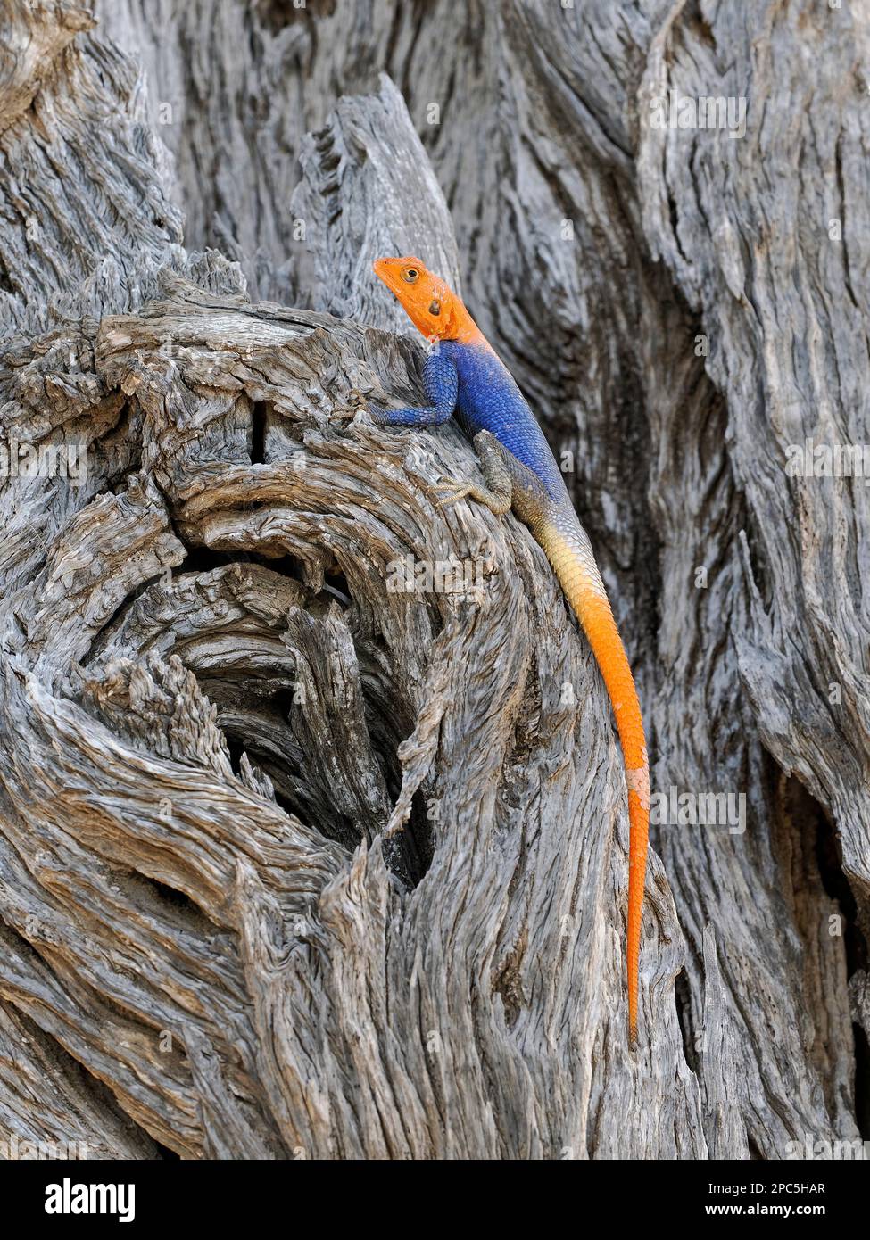 Namib Rock Agama (Agama planiceps) male in breeding colours resting on ...