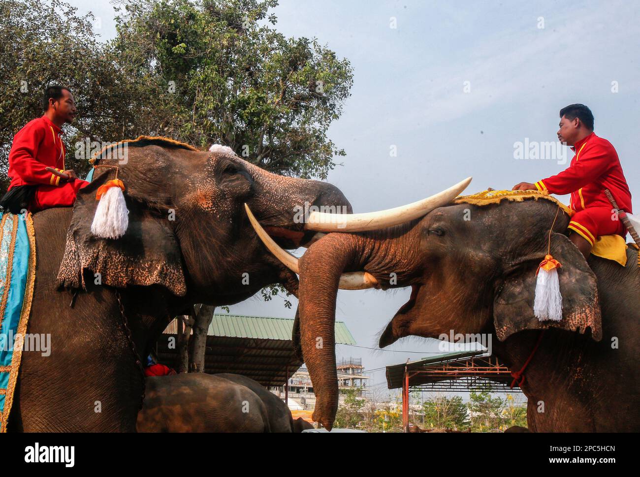 Ayutthaya, Thailand. 13th Mar, 2023. Elephants together with their Thai ...