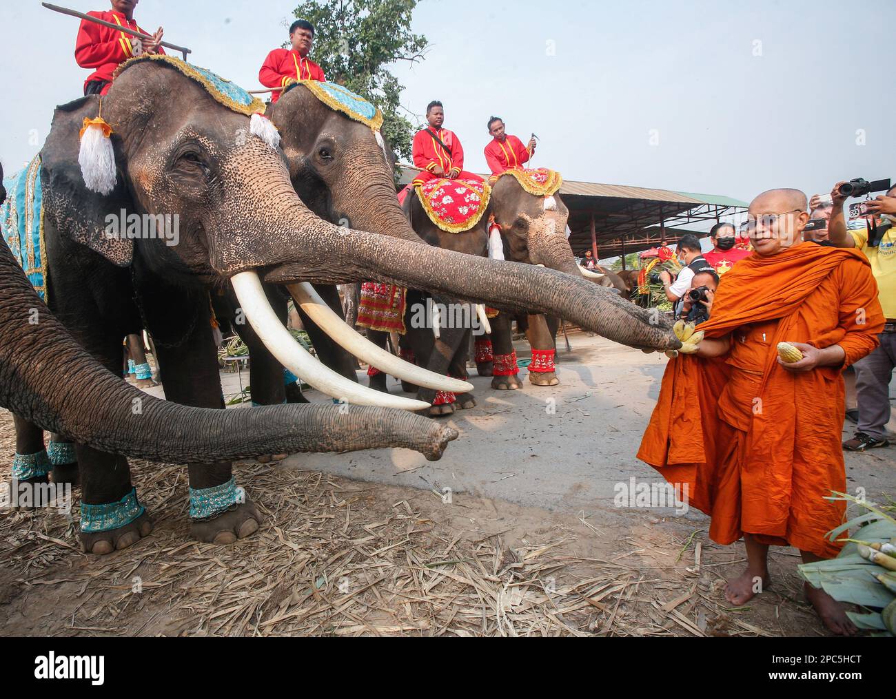 Ayutthaya, Thailand. 13th Mar, 2023. A Buddhist monk feeds fruit to an ...