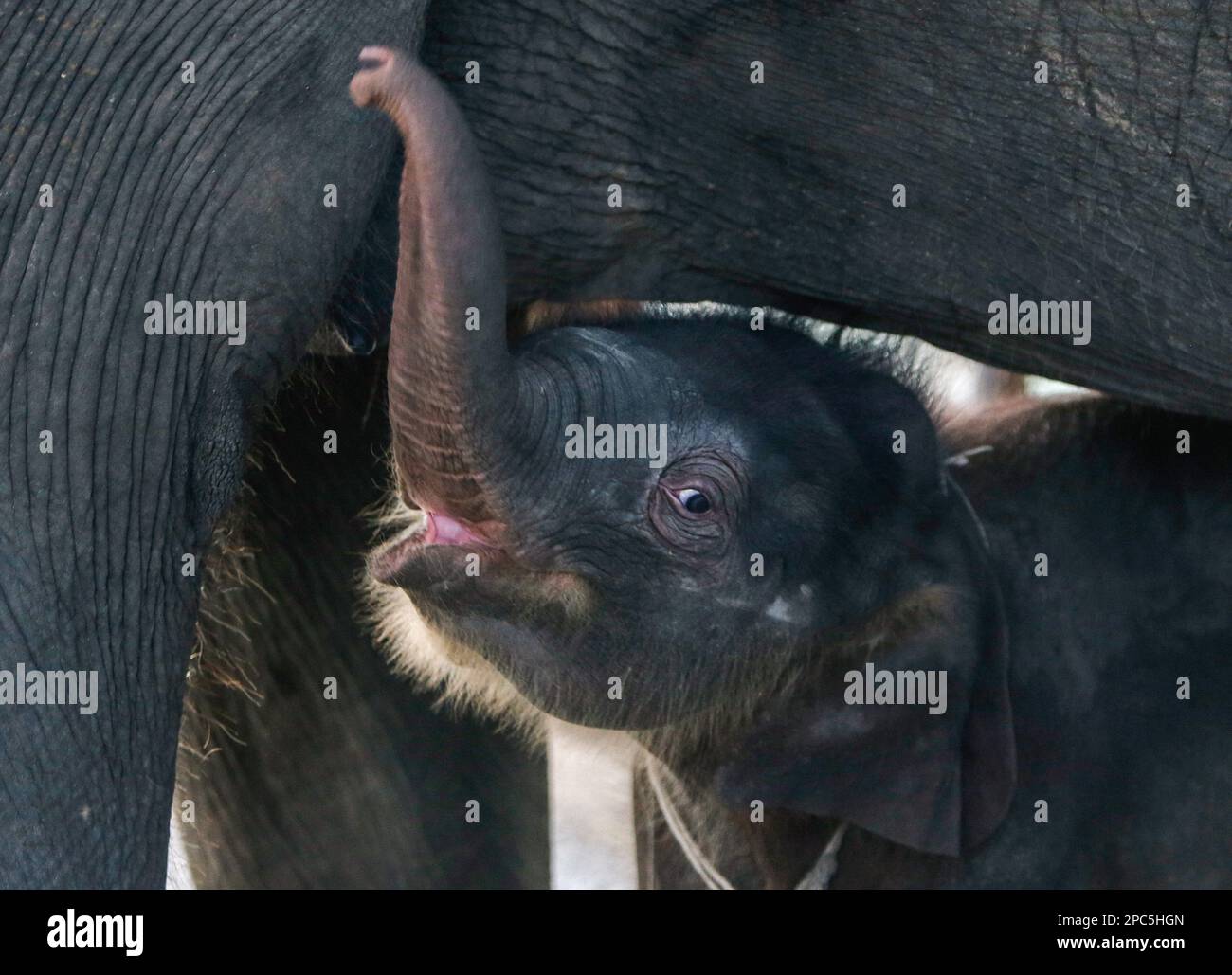 A baby elephant stands under the mother during Thailand's national ...
