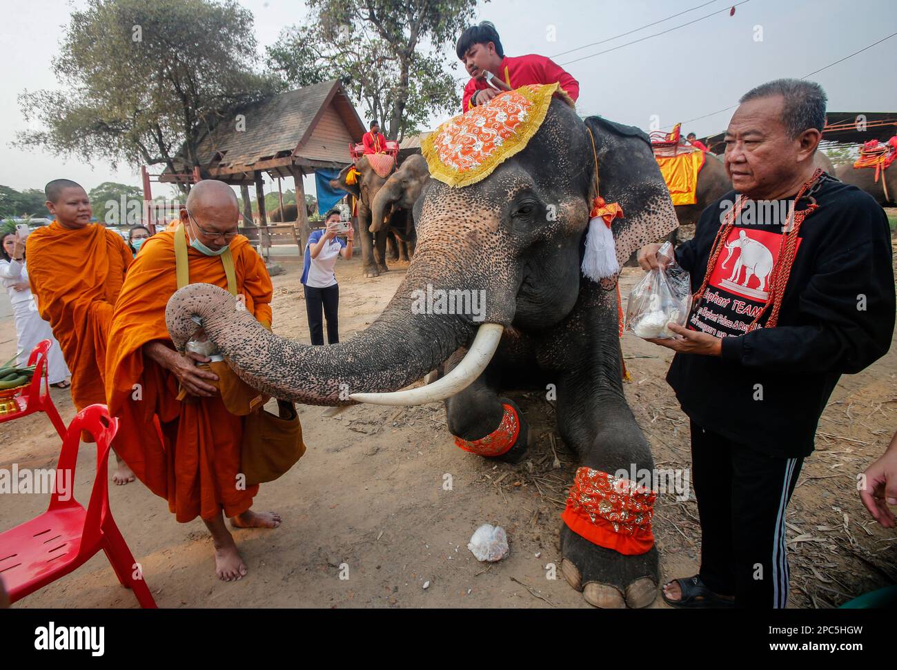A Buddhist monk receives food from an elephant during Thailand's ...
