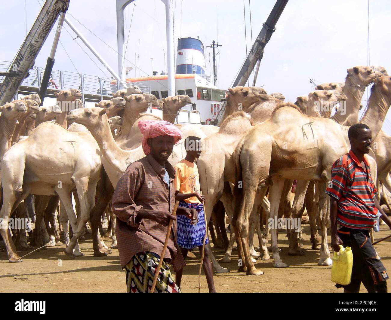 Somali herdsmen with their camels meet a Mogadishu seaport to be loaded ...