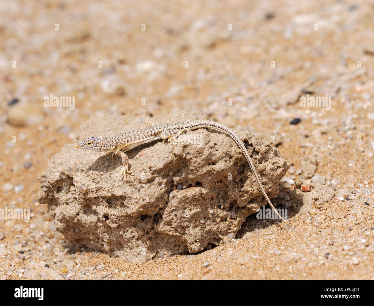 Reticulated Desert Lizard (Meroles reticulatus) resting on rock ...