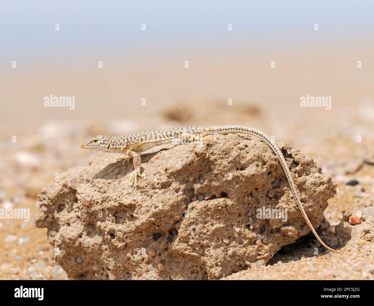 Meroles reticulatus hi-res stock photography and images - Alamy