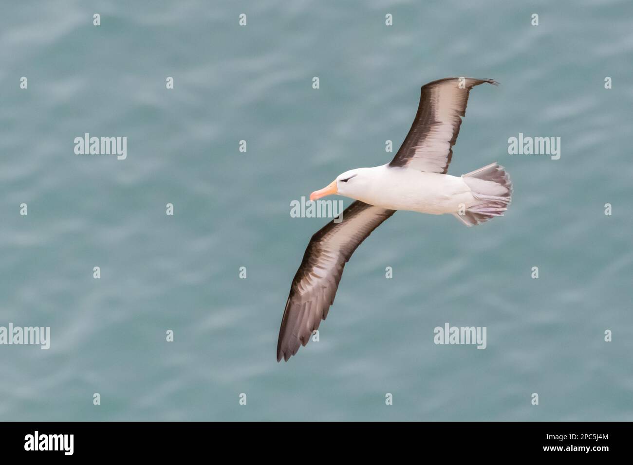 Black browed Albatross flying over the sea at RSPB Bempton Cliffs, UK ...