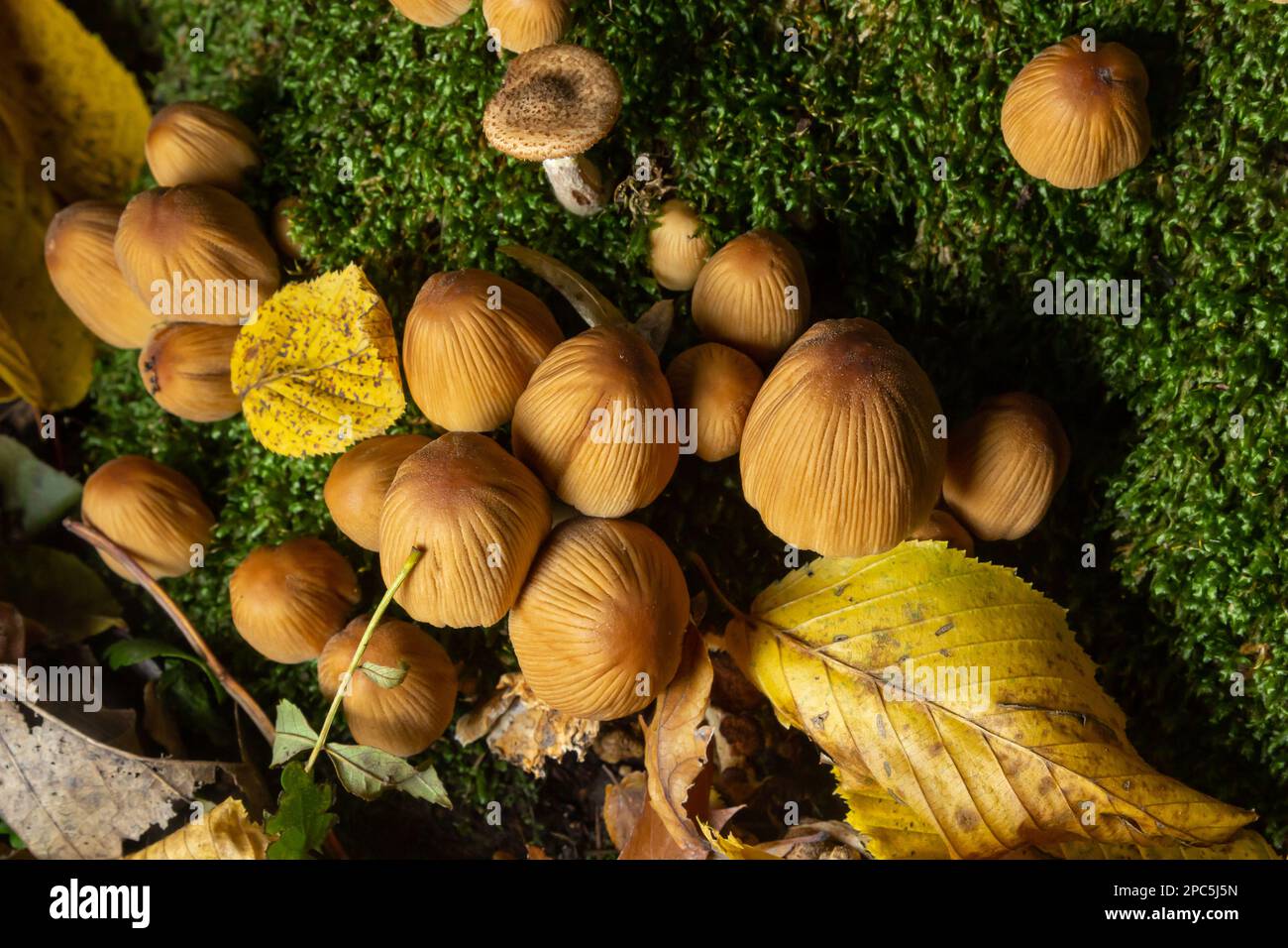 Coprinellus micaceus growing on rotten stumb. Many little mica cap ...
