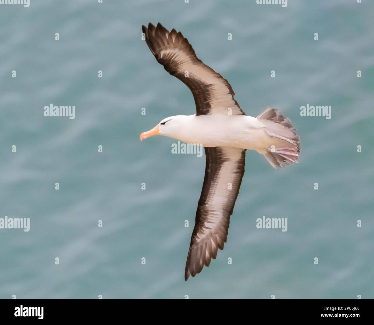 Black browed albatross uk hi-res stock photography and images - Alamy