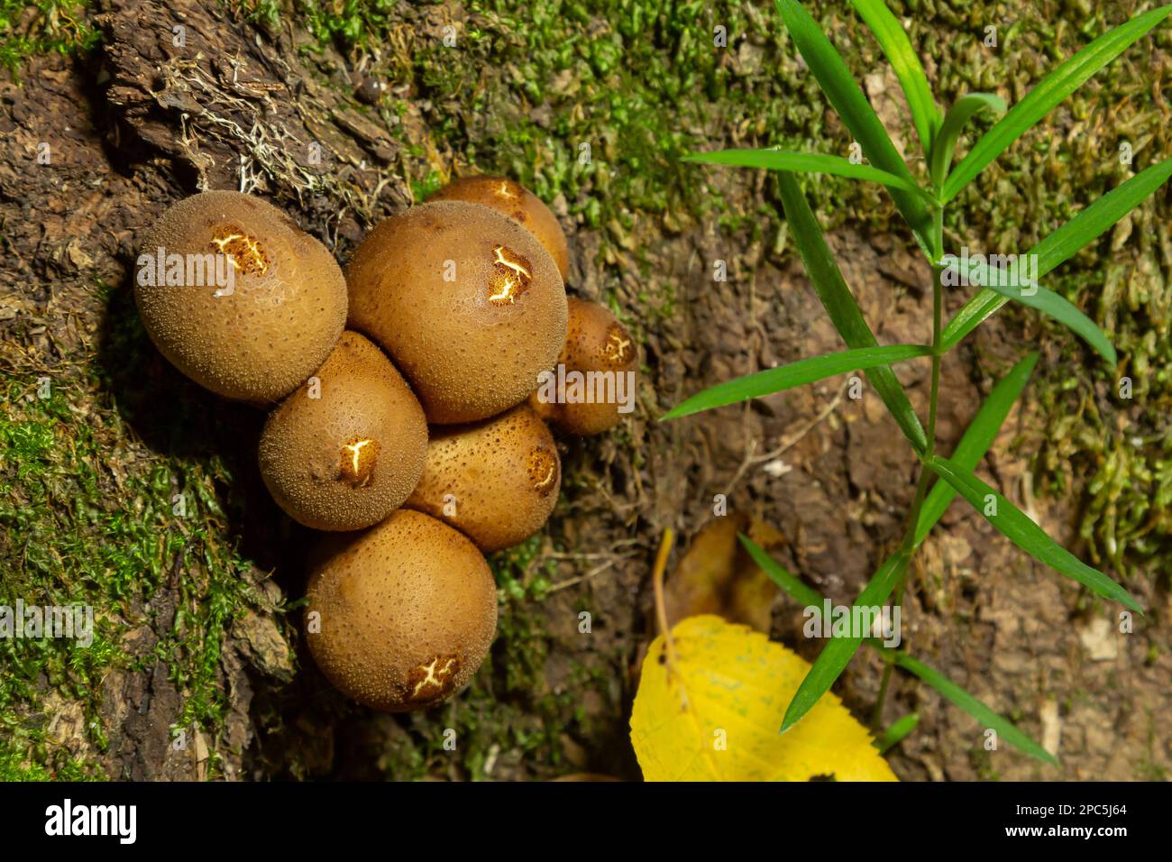 Forest fungus. Common puffball mushroom - Lycoperdon perlatum - growing ...