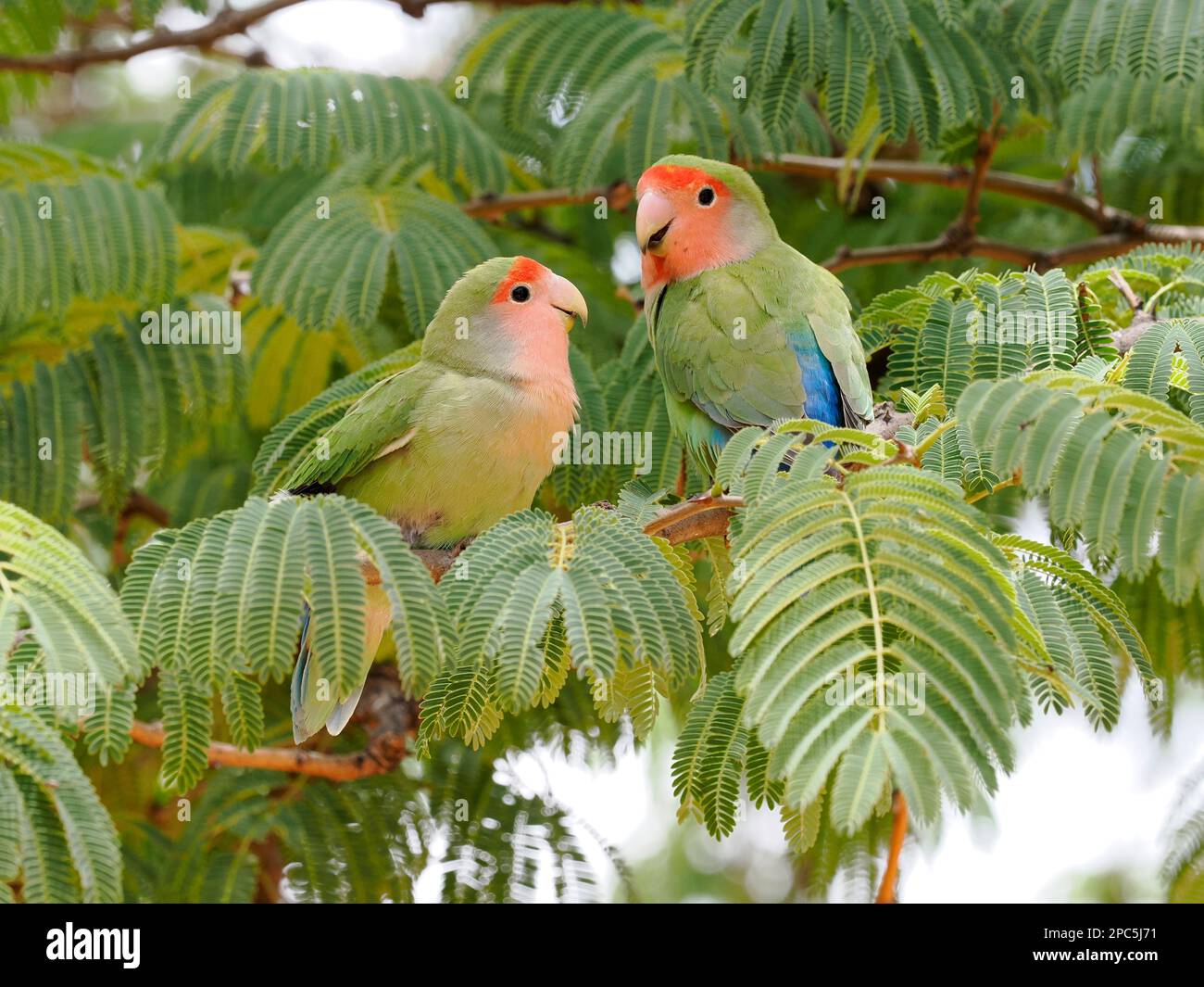 Rosy-faced Lovebird (Agapornis roseicollis) pair perched together in ...