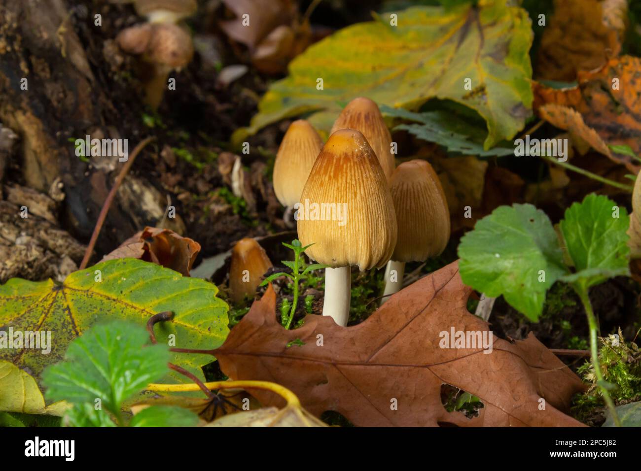 Coprinellus micaceus growing on rotten stumb. Many little mica cap ...