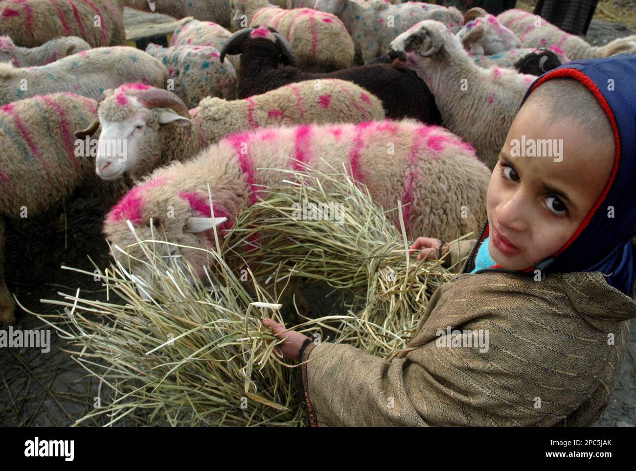 A Kashmiri Muslim boy looks on as he feeds a herd of sheep with their ...