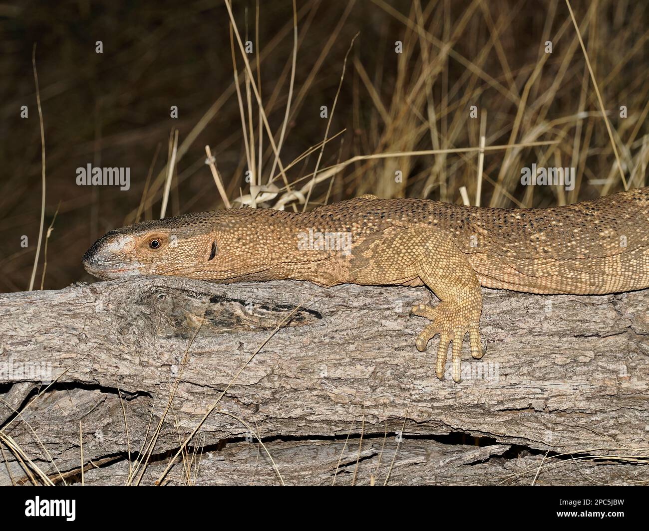 White-throated Rock Monitor Lizard (Varanus albigularis) lying on ...