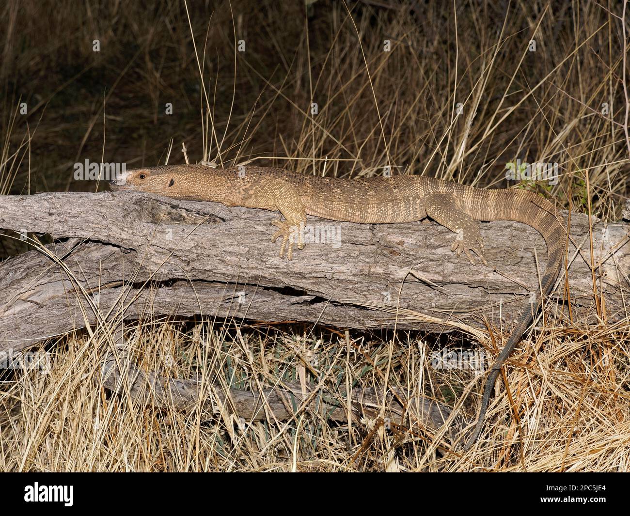 White-throated Rock Monitor Lizard (Varanus albigularis) resting on ...