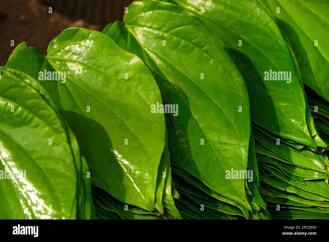 Wild betal leaves in local Market for sale in Pune, India, Wild betal ...