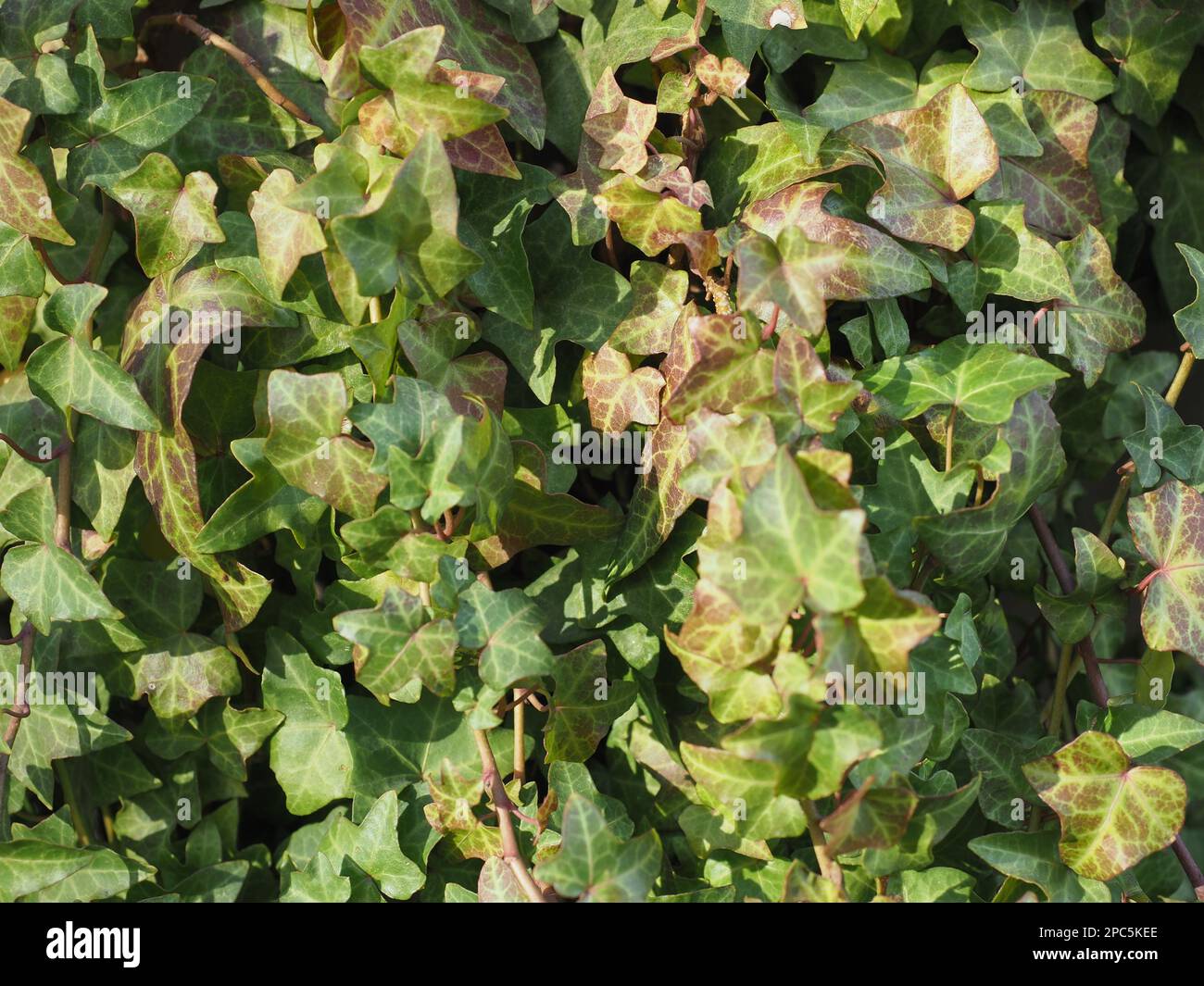 ivy scientific name Hedera plant useful as a background Stock Photo - Alamy