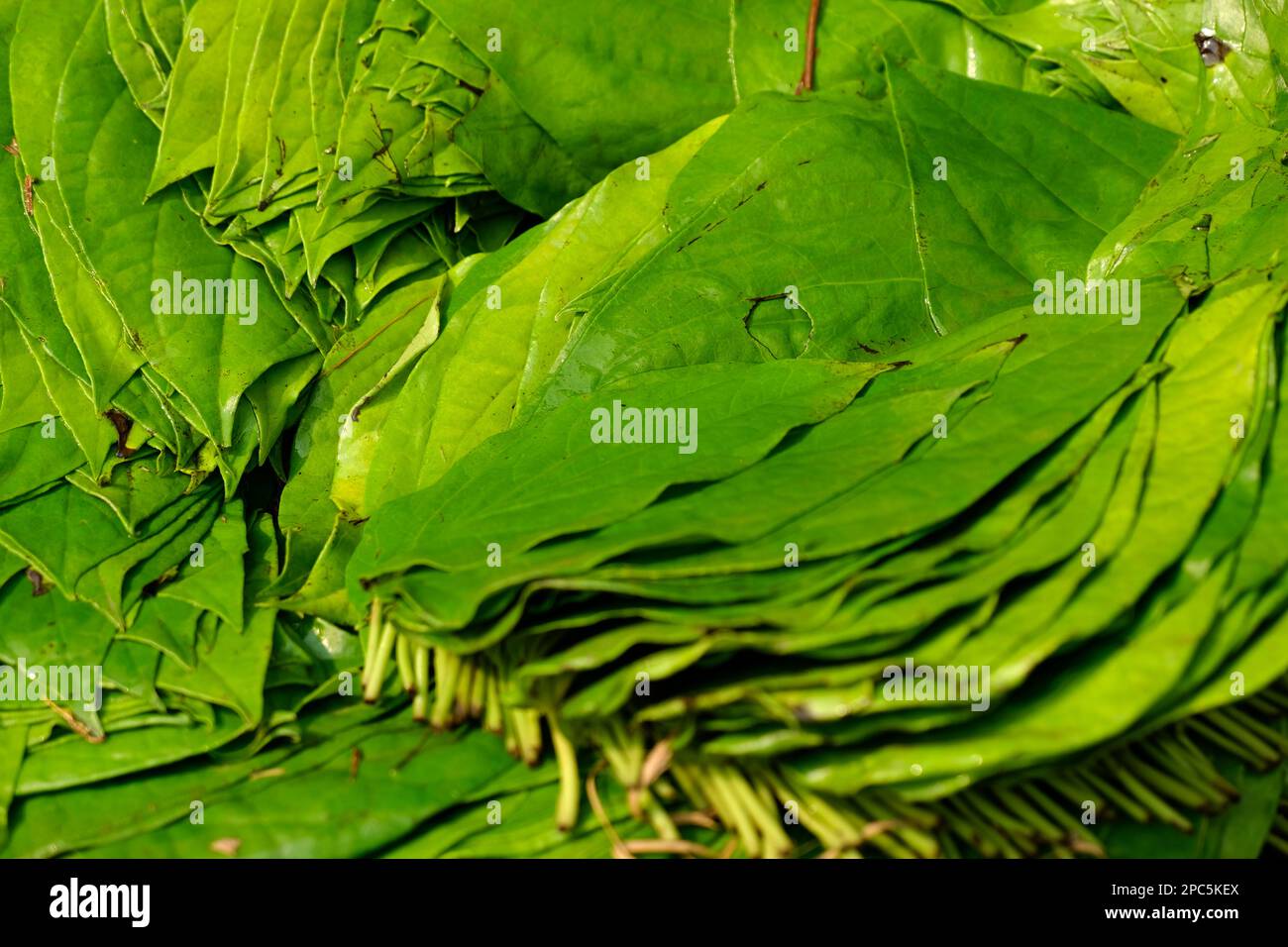 Wild betal leaves in local Market for sale in Pune, India, Wild betal ...